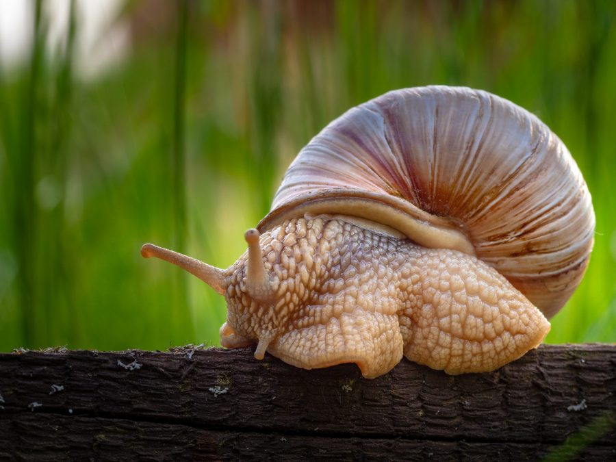Snail slime: an ingredient with 1001 virtues